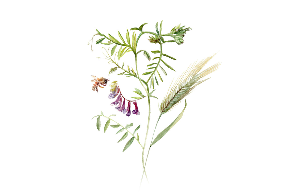 Gründünger ‘Wickroggen’ | Wurzelwerk