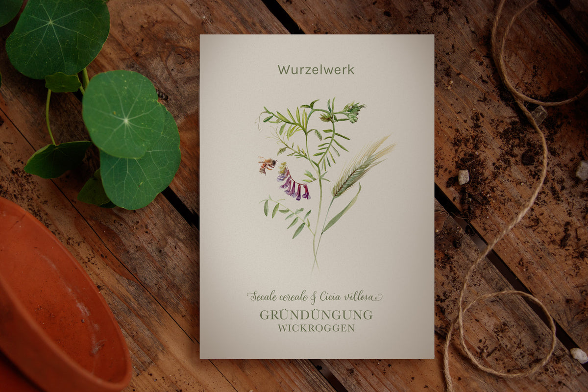 Gründünger ‘Wickroggen’ | Wurzelwerk