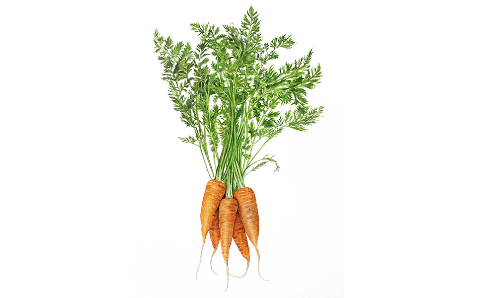 Möhre 'Chantenay à coeur rouge' | Wurzelwerk