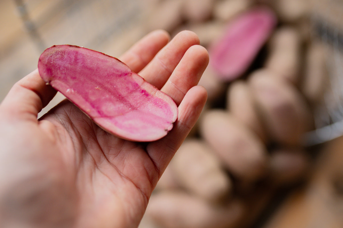 Bio-Pflanzkartoffel ‘Rote Emmalie’ | Wurzelwerk